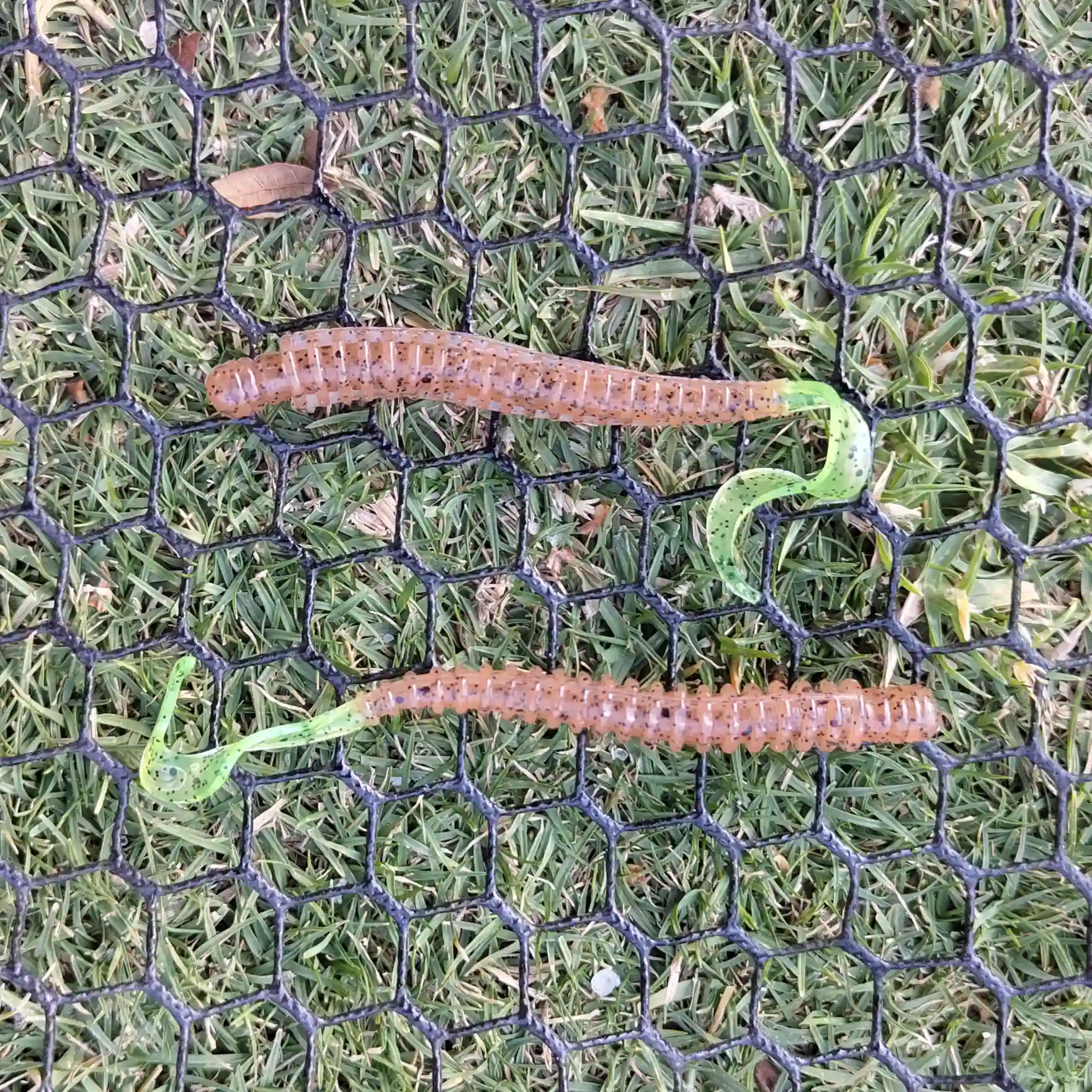 Ring Worm 4" | Venom Lures | BassWhisperer