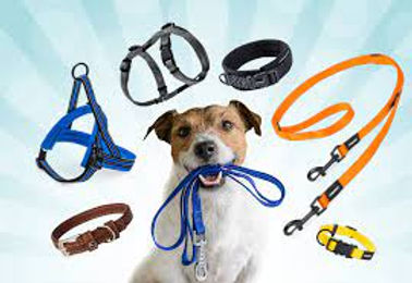 Choisir le bon collier, harnais et laisse pour chien
