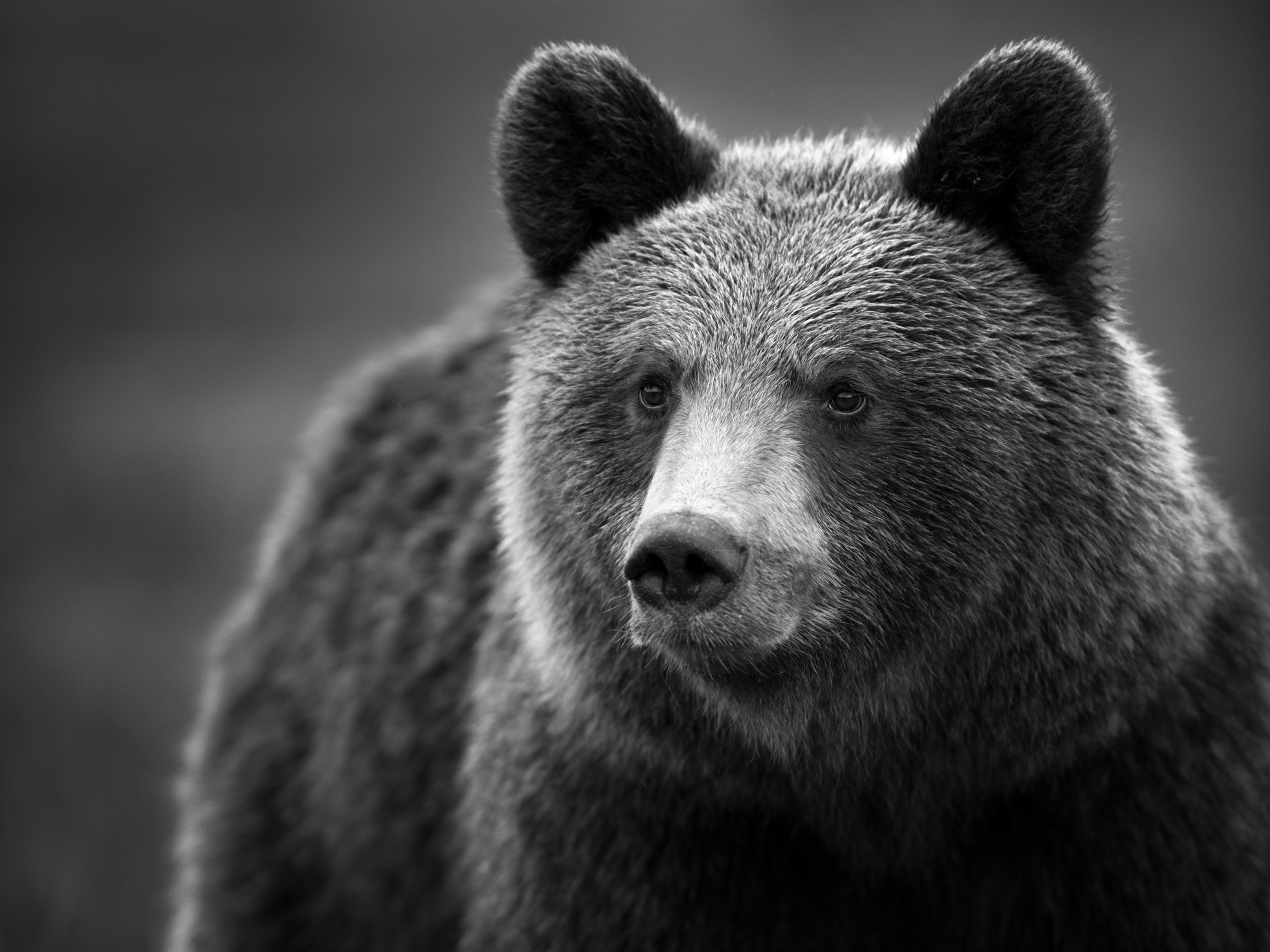 Brown Bear in Black & White | George Wheelhouse Fine Art Nature Photography