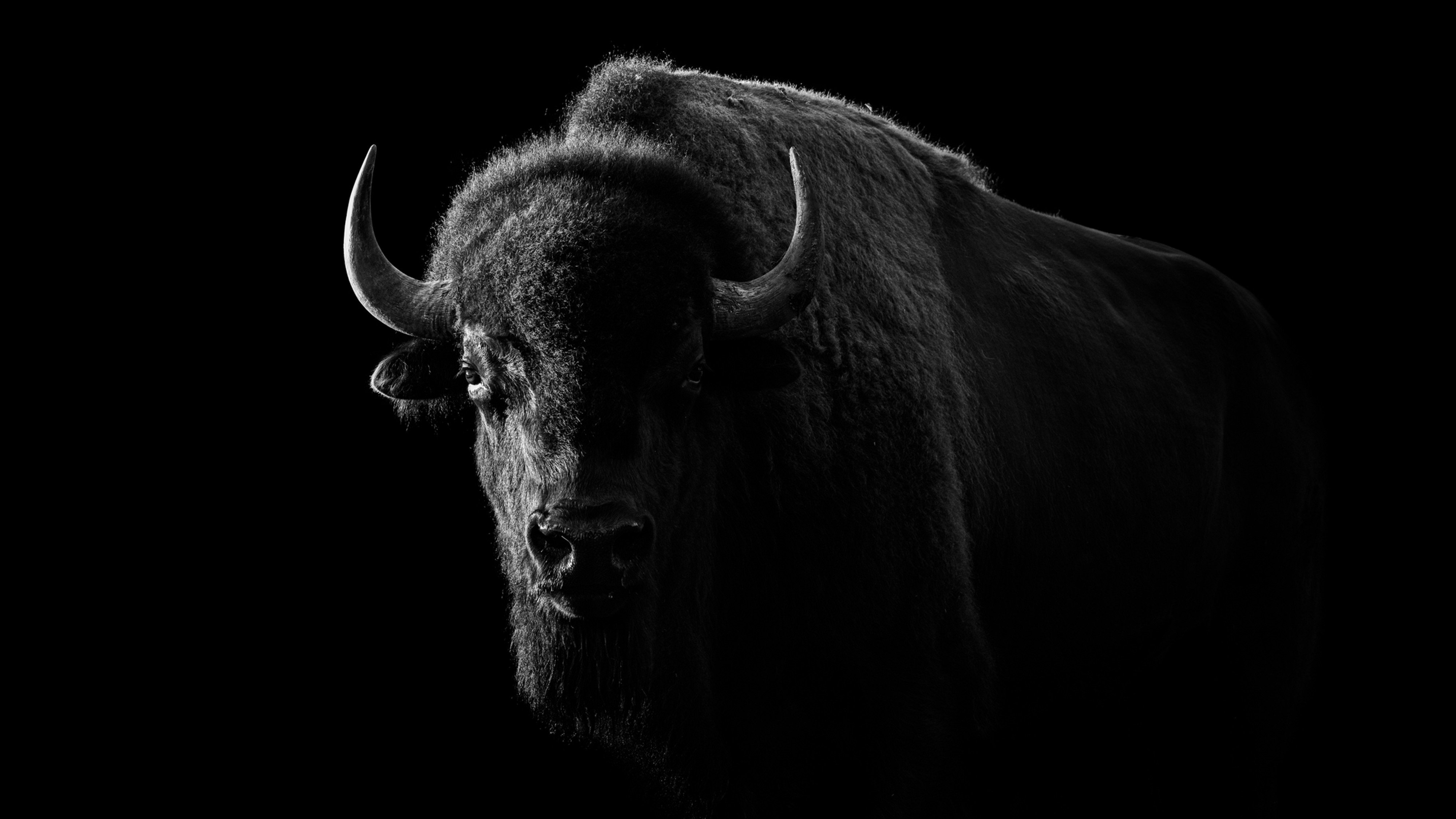 Low-Key Bison Portrait | George Wheelhouse Fine Art Nature Photography
