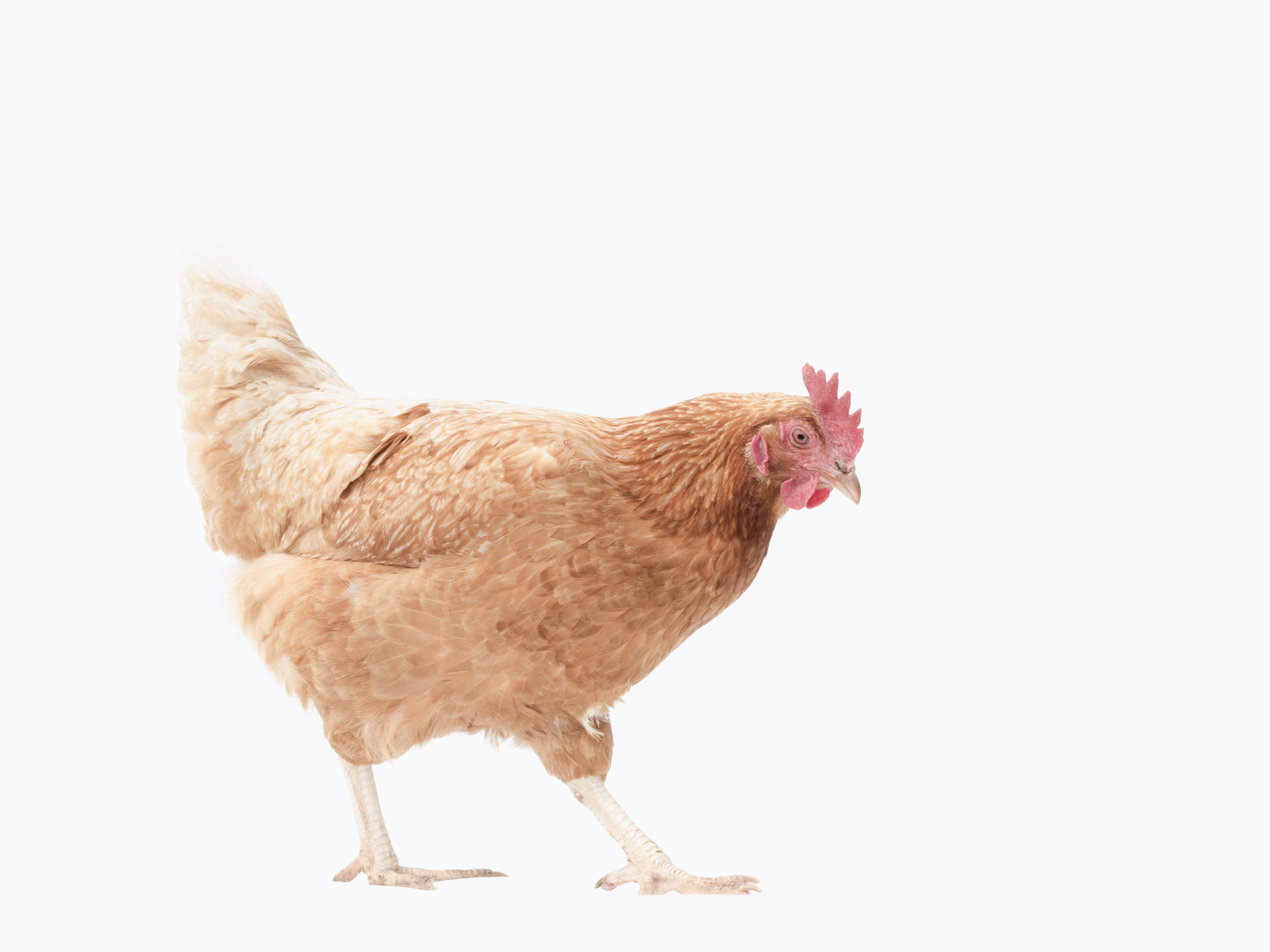 Chicken On White | George Wheelhouse Fine Art Nature Photography
