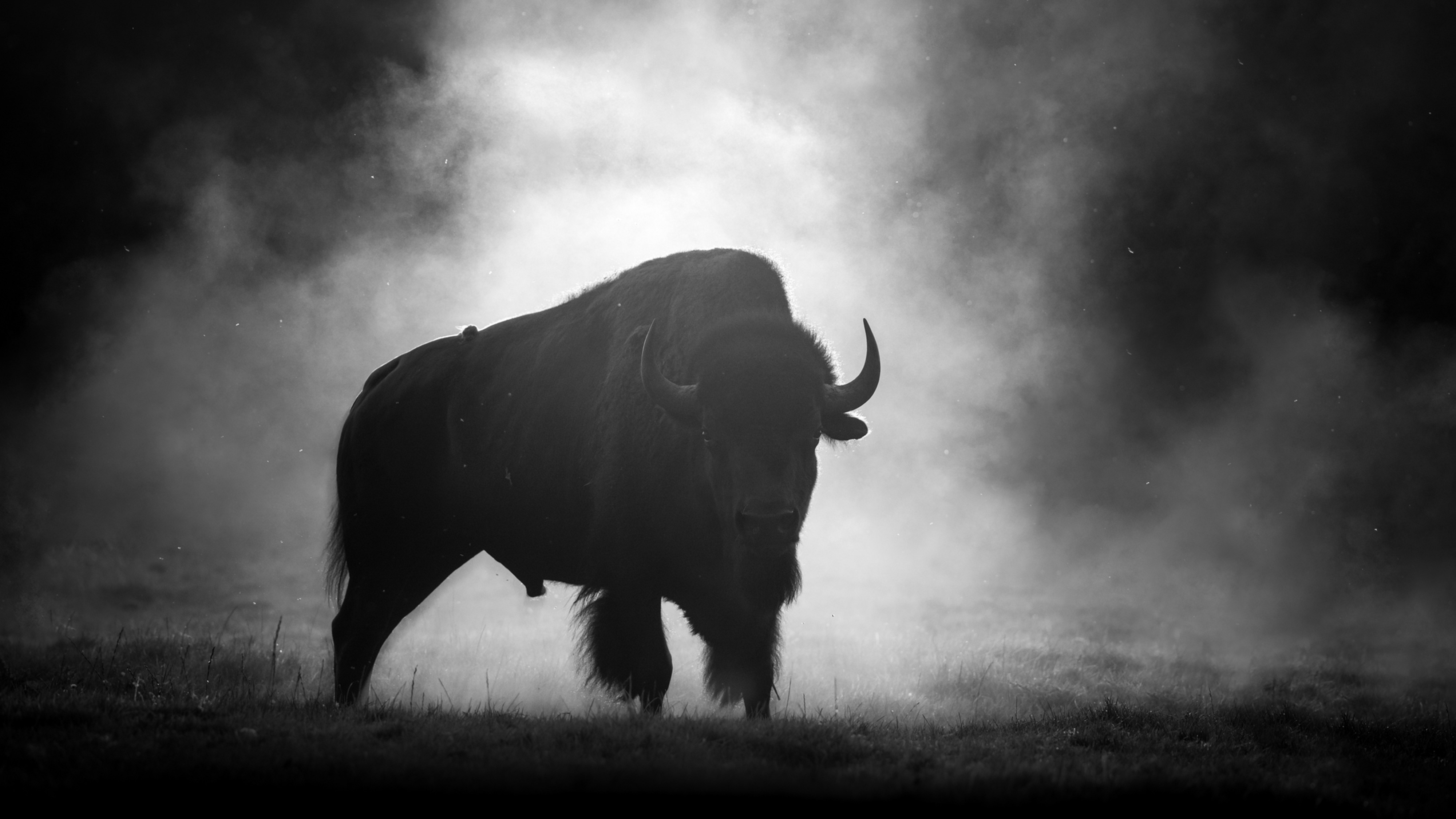 Bison in Dust | George Wheelhouse Fine Art Nature Photography
