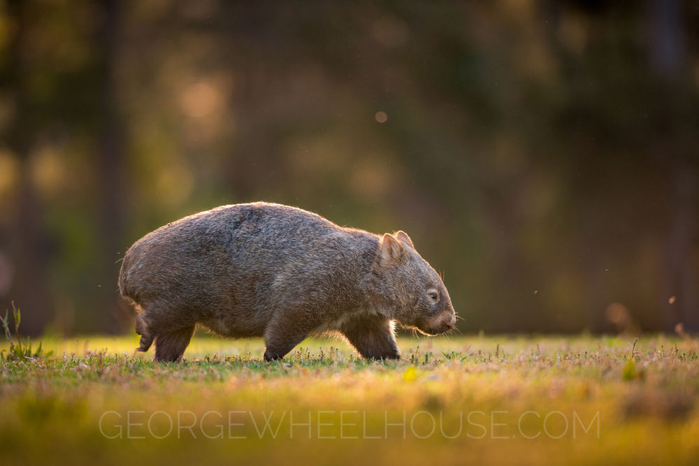 Wombats of Bendeela - Kangaroo Valley