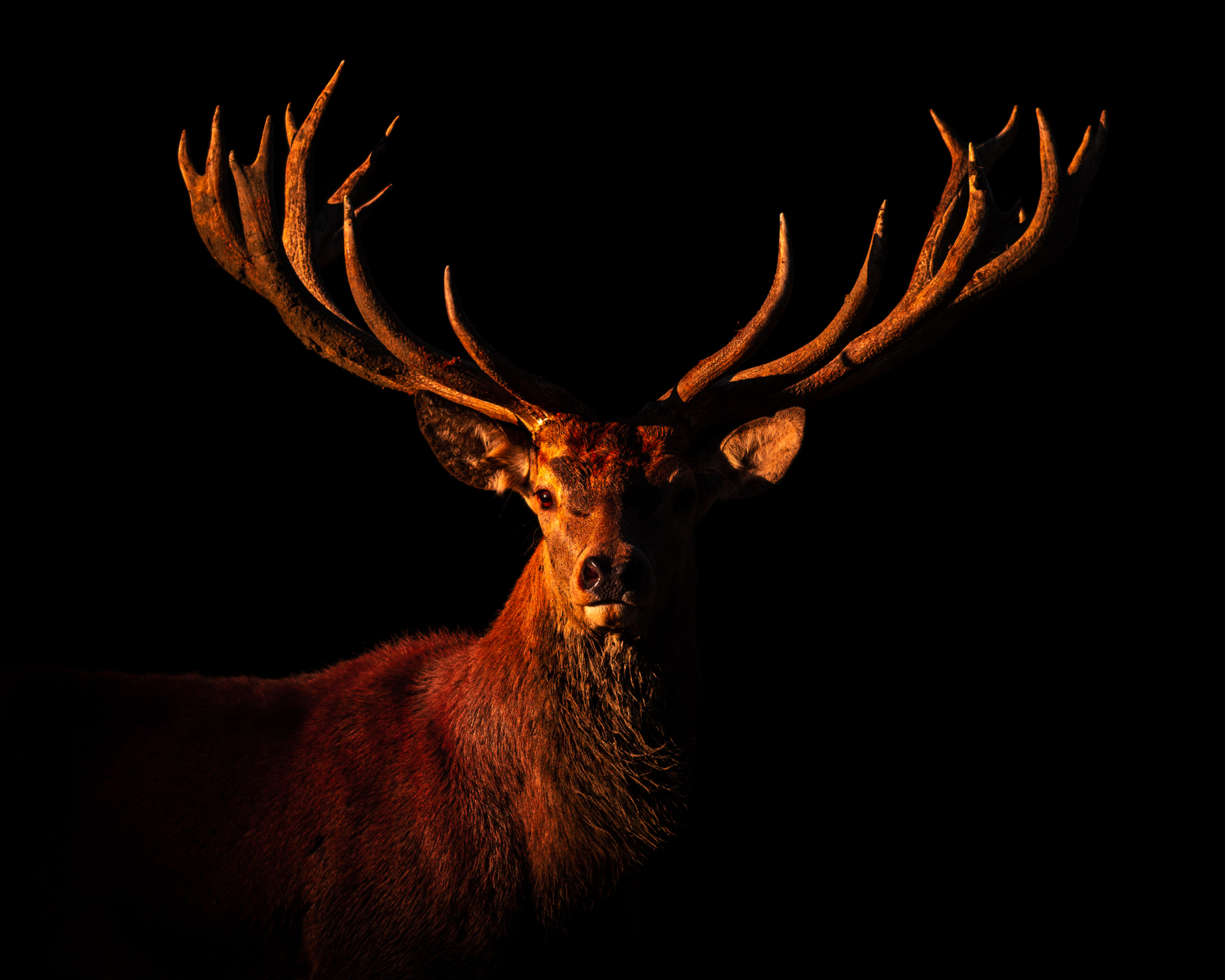 Red Deer In The Dark | George Wheelhouse Fine Art Nature Photography