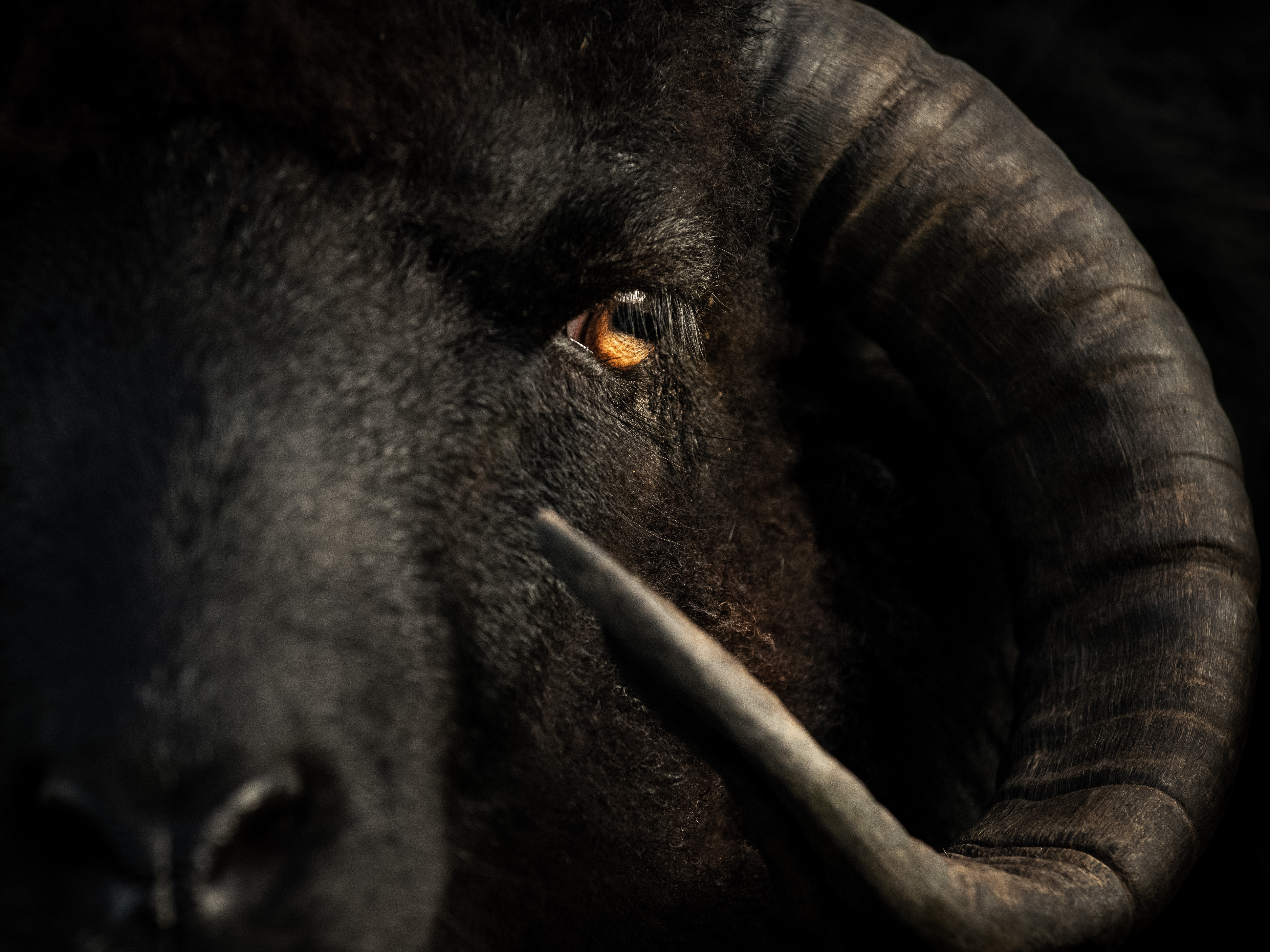 Hebridean Sheep | George Wheelhouse Fine Art Nature Photography