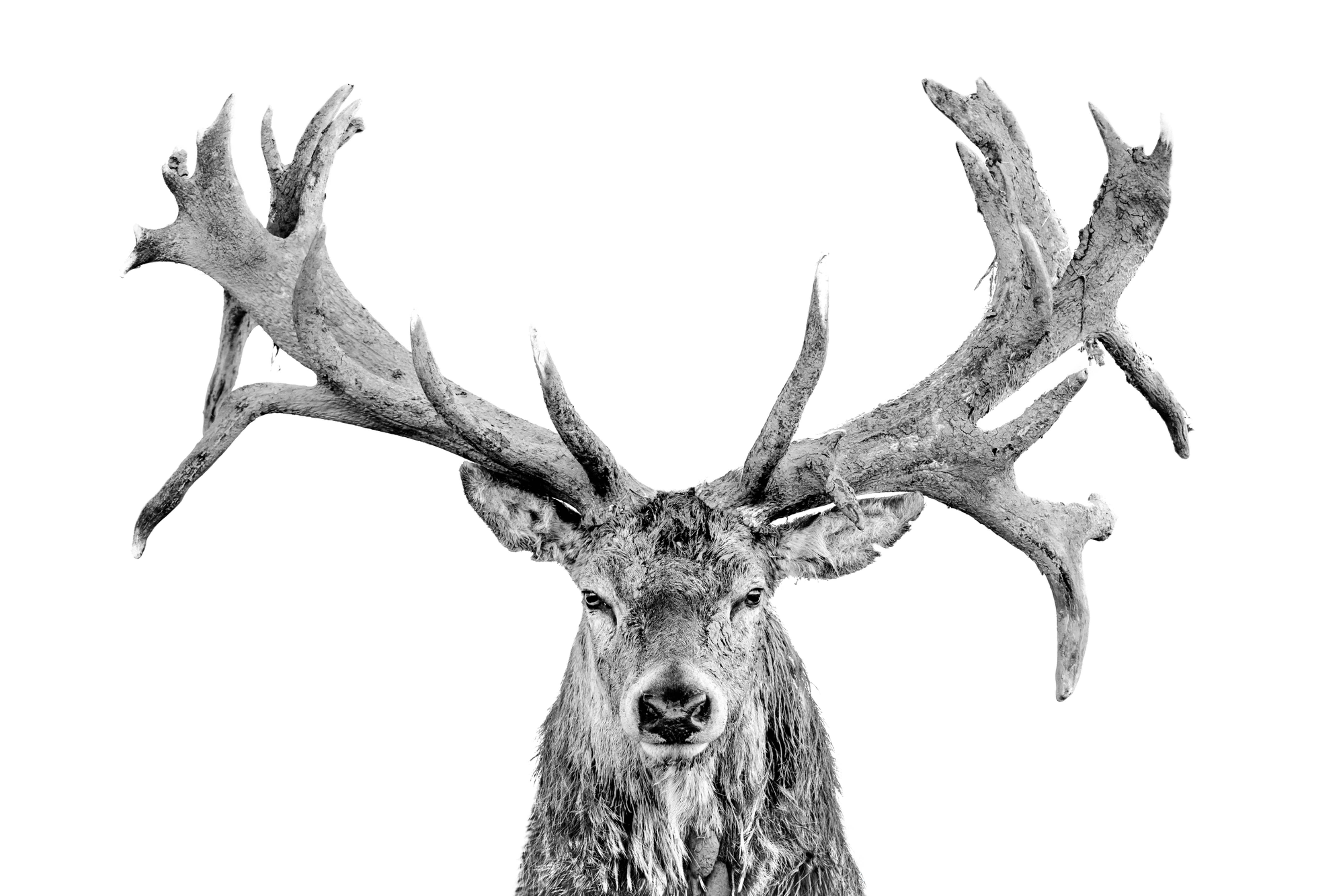 Red Deer - Head On - Centred - On White - Wide | George Wheelhouse Fine ...