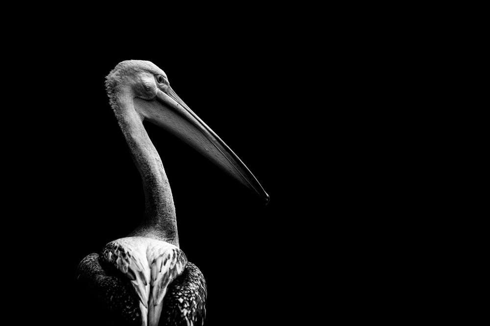 Low-Key Wildlife Portraits – Part 2