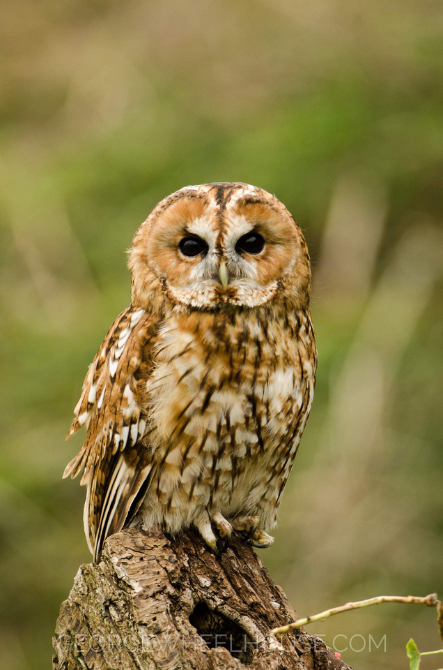 Low-Key Wildlife Portraits – Part 2