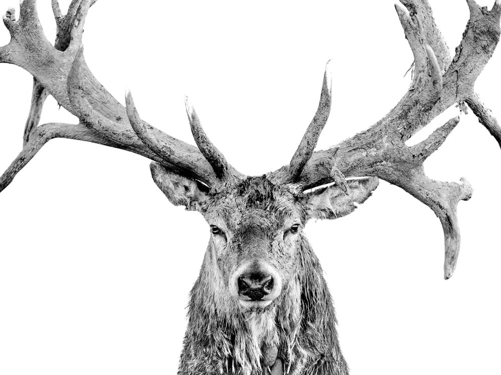 High-Key Nature Photography