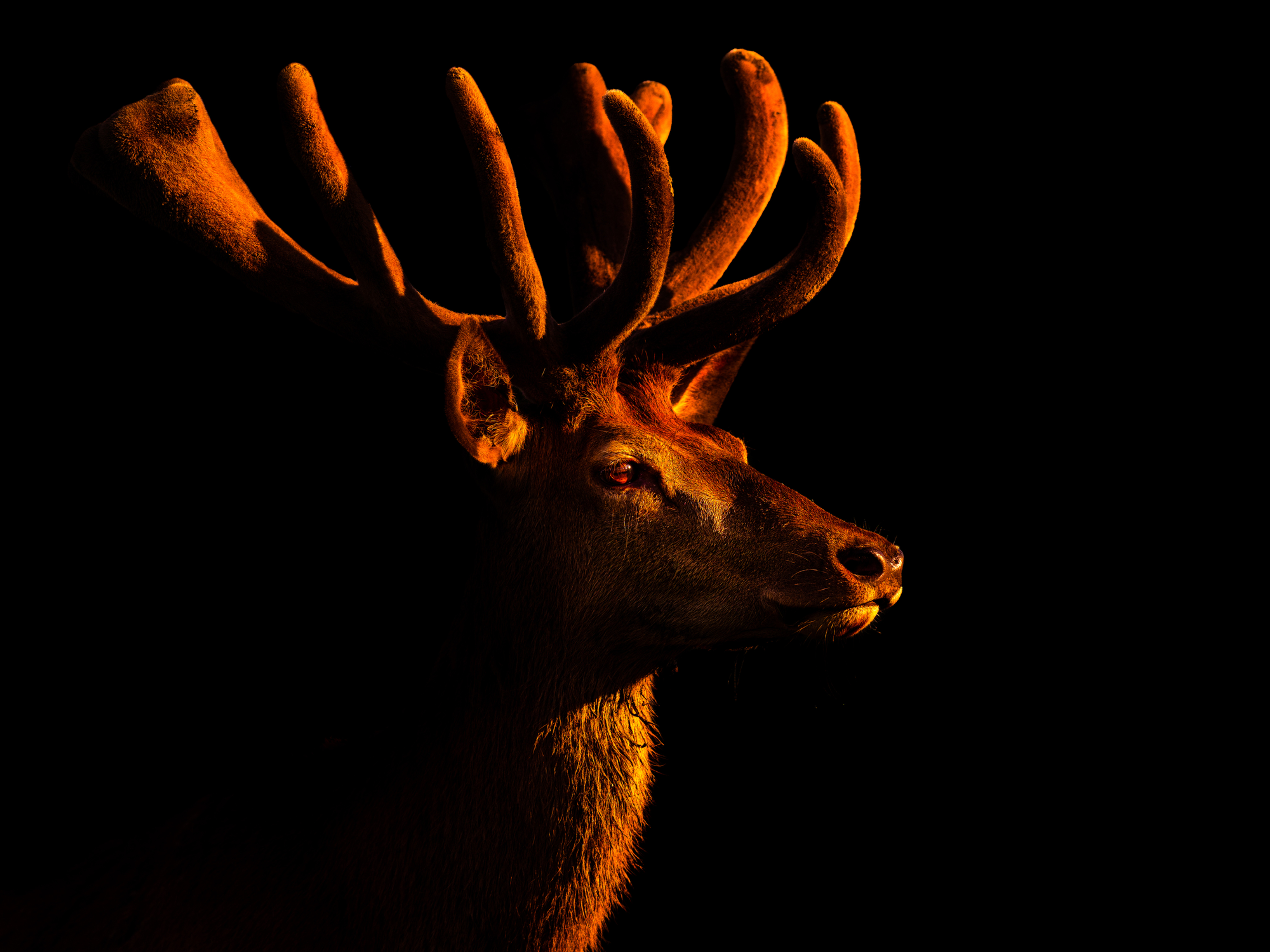 Red Deer Velvet - On Black | George Wheelhouse Fine Art Nature Photography