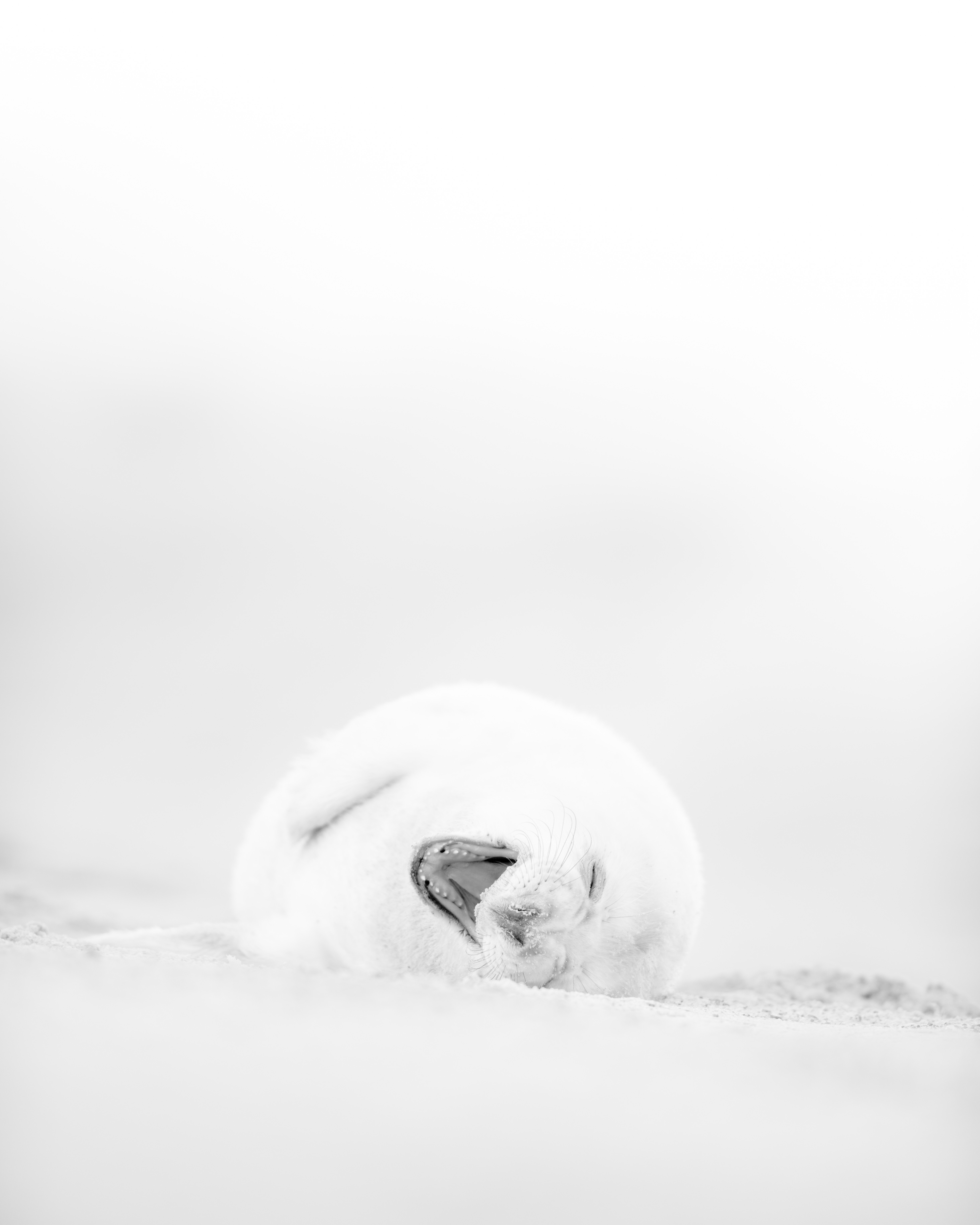 Happy Seal Pup | George Wheelhouse Fine Art Nature Photography