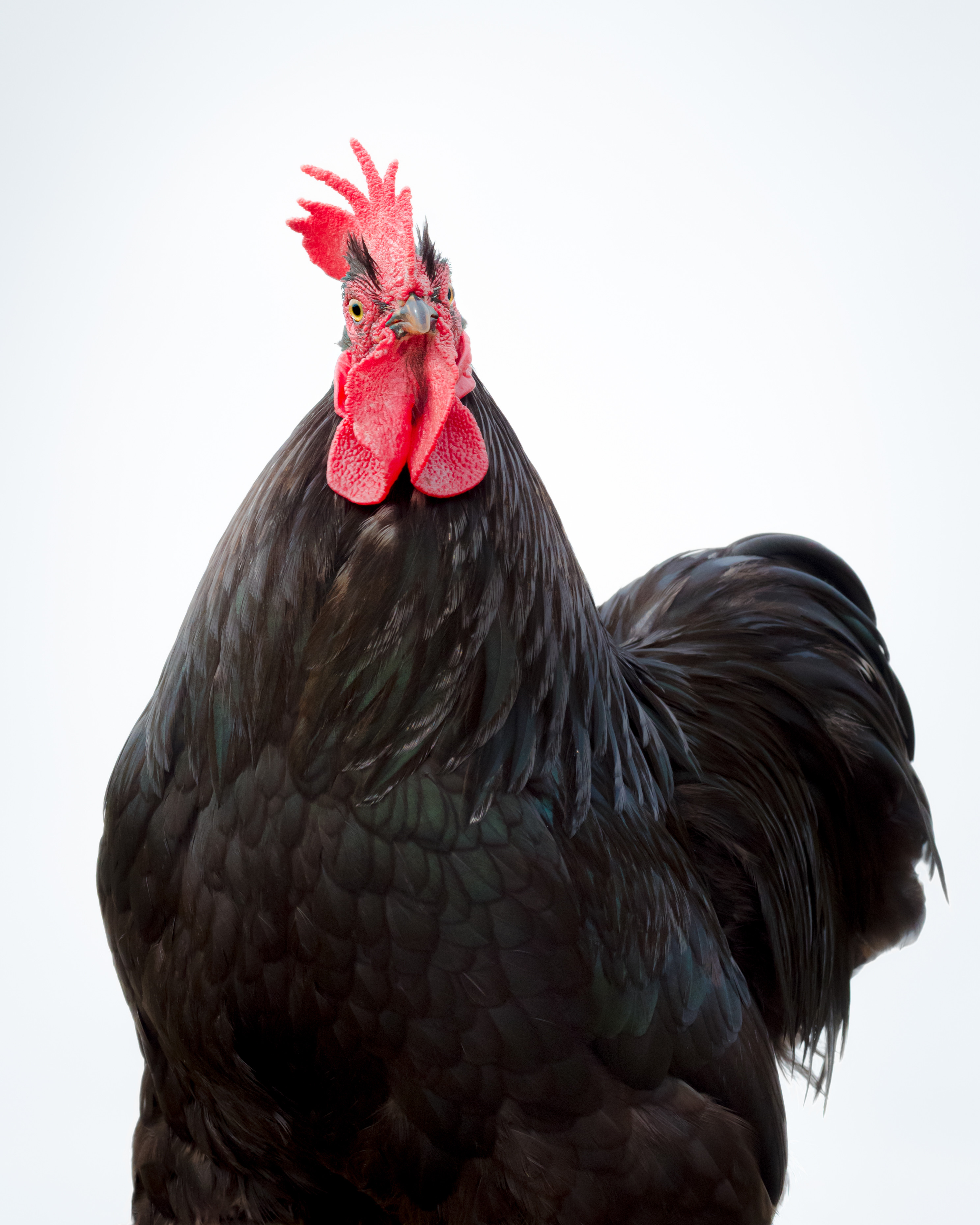 Carlos the Pekin Rooster | George Wheelhouse Fine Art Nature Photography