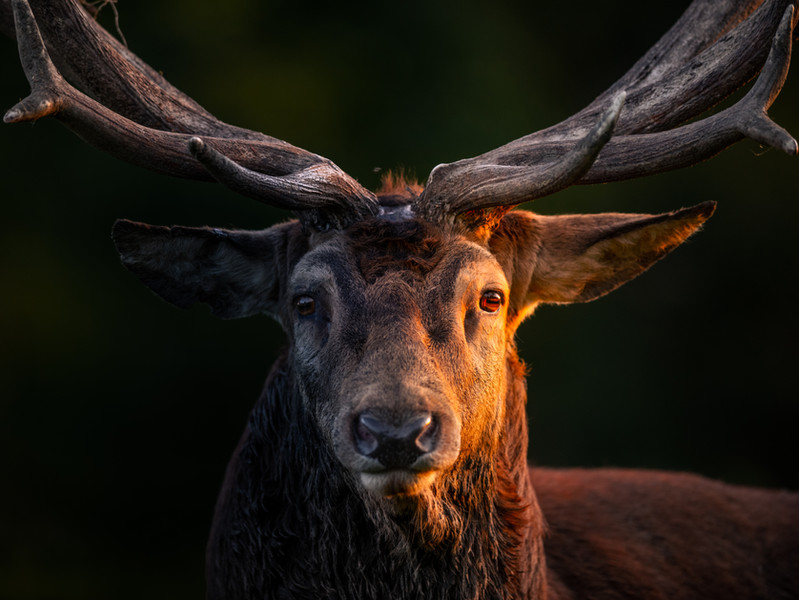 Red Deer Close-Up | George Wheelhouse Fine Art Nature Photography