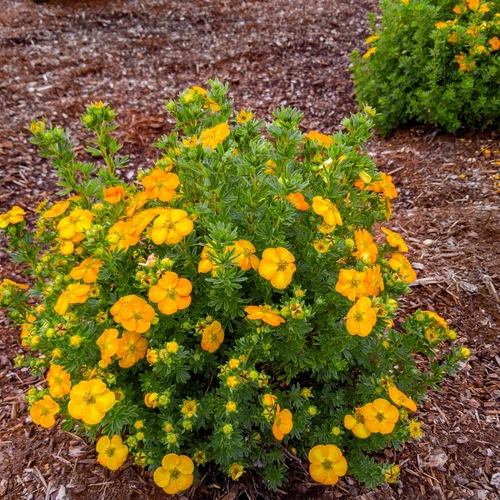 Potentila mandarin tango | Plant planet