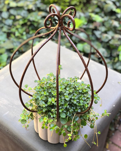 Onion Topiary Frame 300mm | Garden Bleu