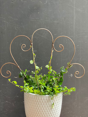 Wire Ivy Scroll | Garden Bleu