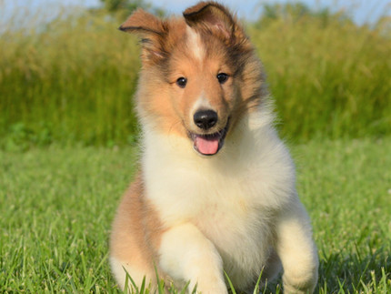 Gallery | Cook's Collies