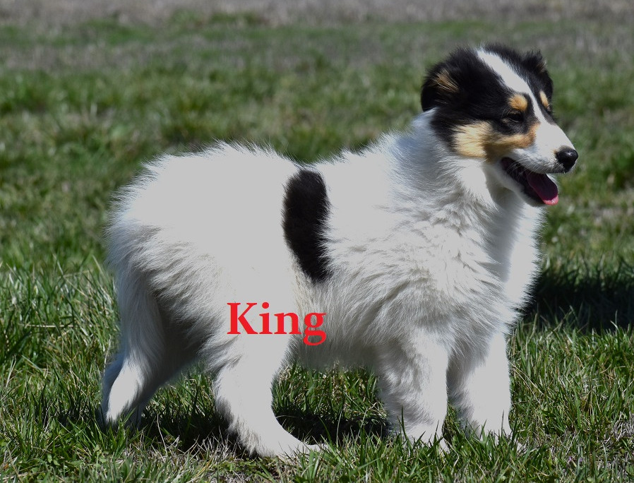 Puppies | Cook's Collies