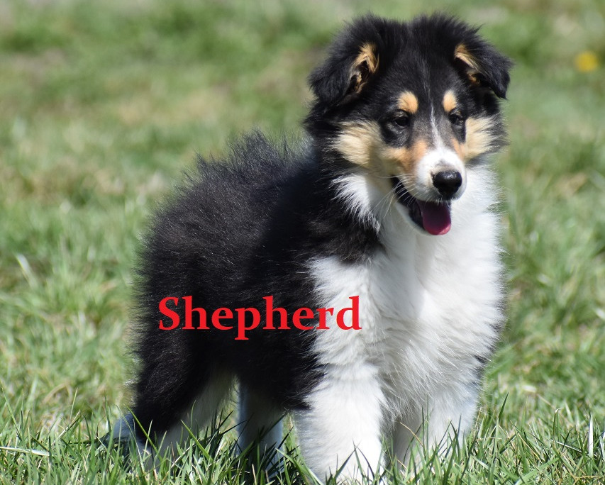 Puppies | Cook's Collies