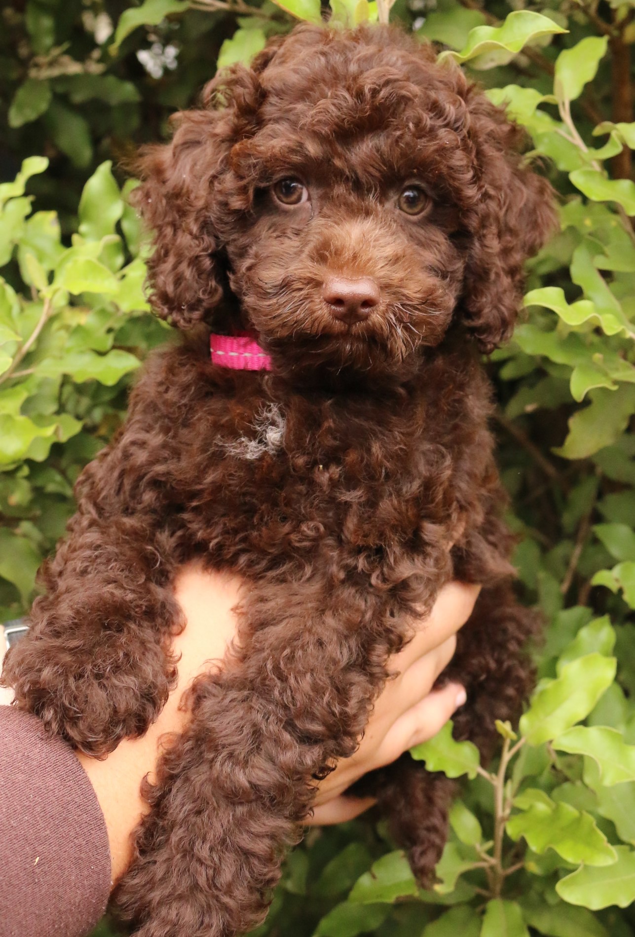 Available Labradoodles