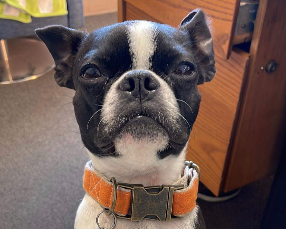 Shop | Collar Me Happy