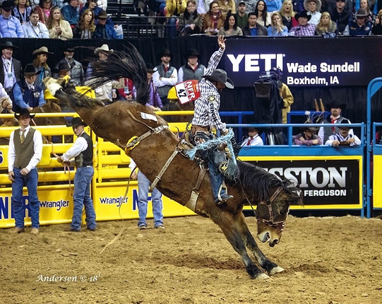 Powder River Rodeo | Livestock
