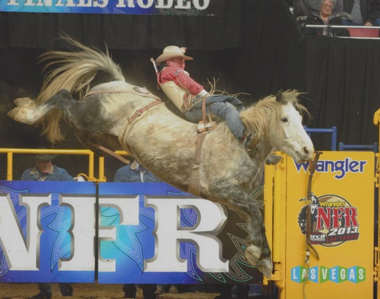Powder River Rodeo | Livestock