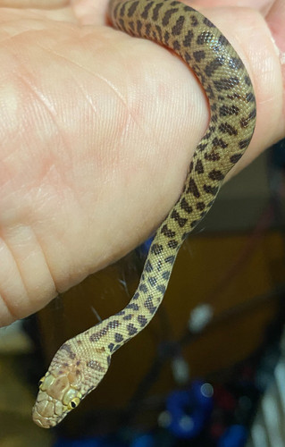 50% het T+ Stimson’s python (LL) | ColdBloodedCreatures