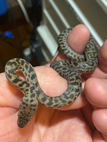 50% het granite spotted python | ColdBloodedCreatures