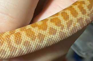 Our Genetics | ColdBloodedCreatures