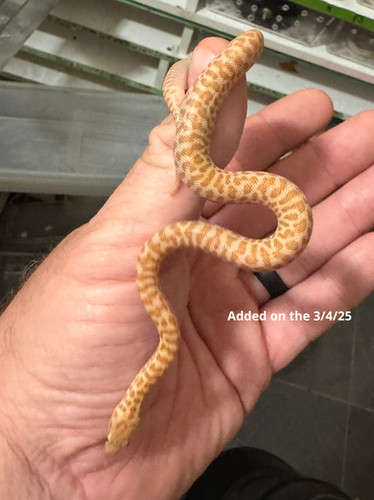 T+ Stimson’s python (Rays Line) | ColdBloodedCreatures