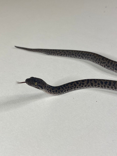 50% het for albino spotted python | ColdBloodedCreatures