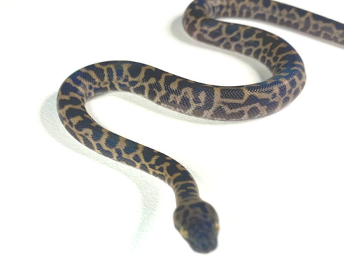 Albino het Spotted Python | ColdBloodedCreatures