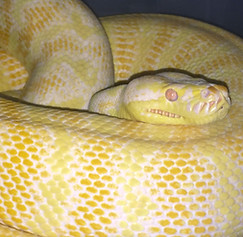 Our Genetics | ColdBloodedCreatures