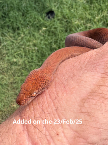 Pygmy Python | ColdBloodedCreatures