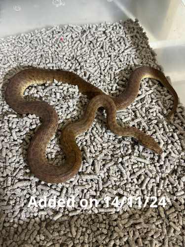 Double het Children’s Python (marble x T+) | ColdBloodedCreatures