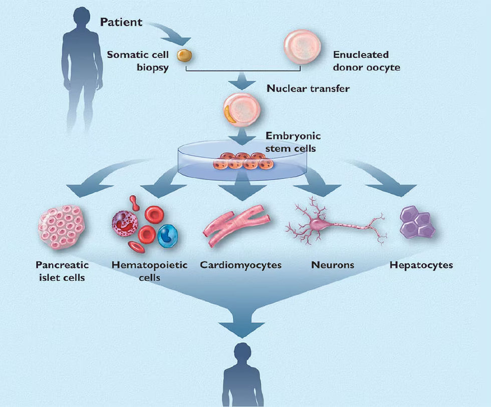 The Science and Ethics of Cloning: A Comprehensive Overview