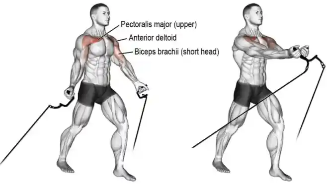 Cable Flyes: Your Ultimate Guide!