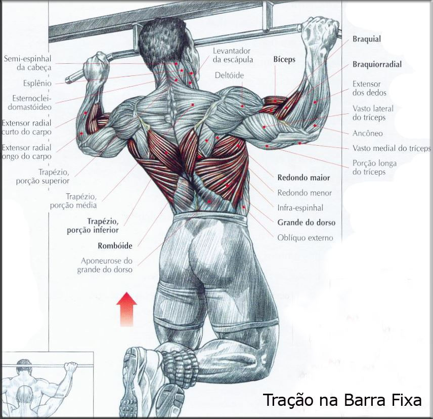 Treino Completo de Bíceps