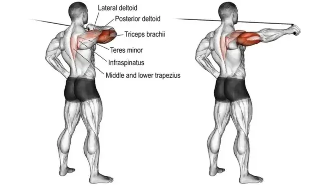 Cable Rear Delt Fly: Unleashing the Power of Posterior Shoulders