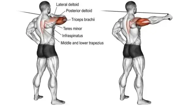 Cable Rear Delt Fly: Unleashing the Power of Posterior Shoulders