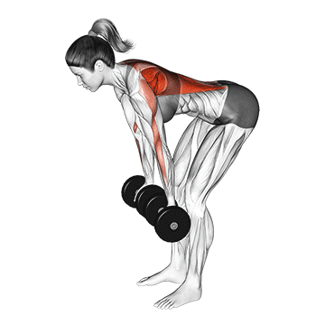 Dumbbell Row: Form, Muscles Worked, Variations & Programming