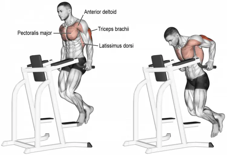 Tricep Dips Proper Form And Technique
