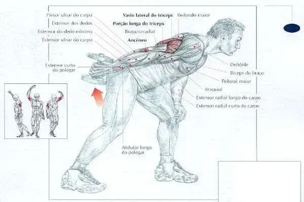 Tríceps Coice no Treino Feminino: Guia Completo