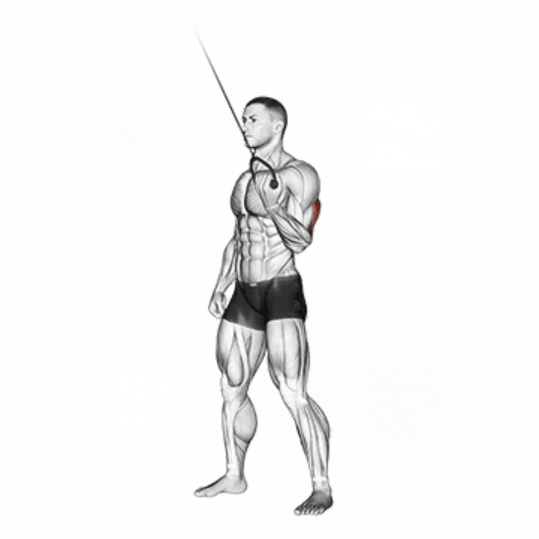 Cable Tricep Pushdowns: How to do it, Muscles Worked and Benefits [2025]