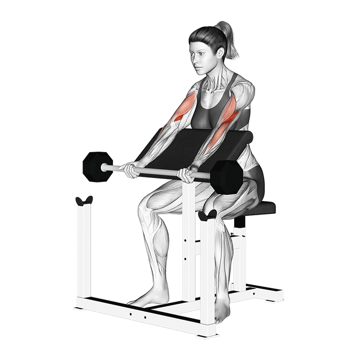 Rosca Scott com Barra: Guia Completo para Bíceps Impressionantes