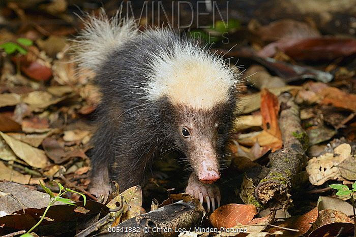 Thursday, July 9, 2020 – Skunks