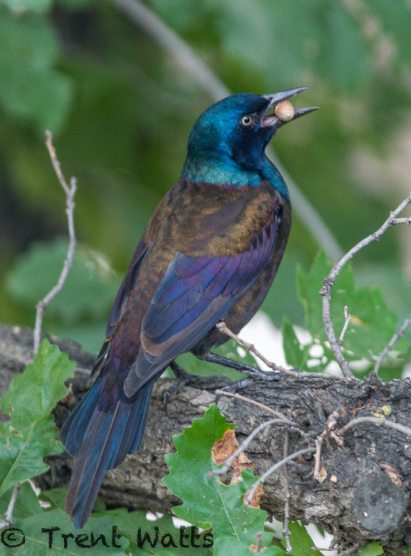Sunday, June 14, 2020 – Grackles