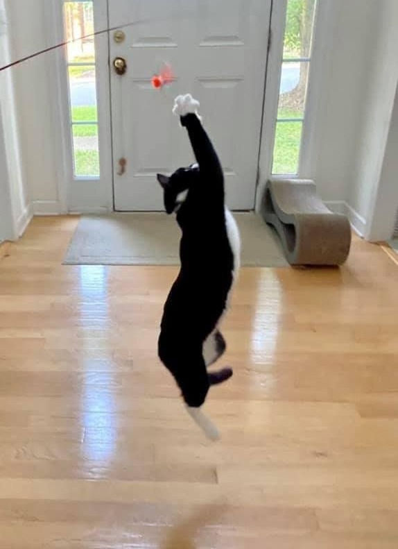 Tuesday, May 18, 2021 – Athletic Cats