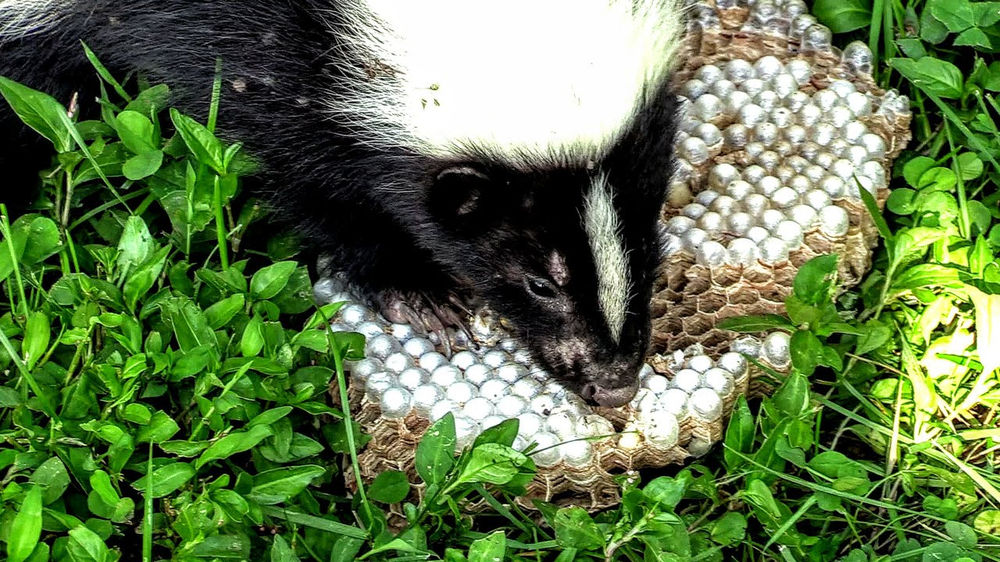 Thursday, July 9, 2020 – Skunks